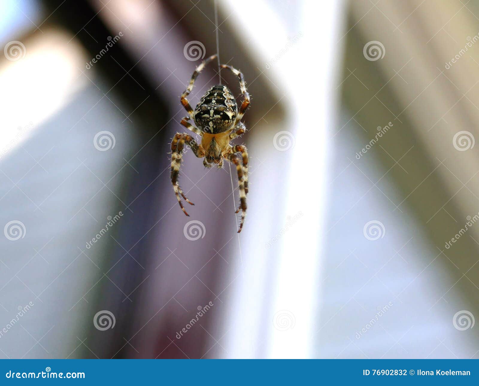 Spider Hanging On Desktop Computer Screen Stock Photography ...