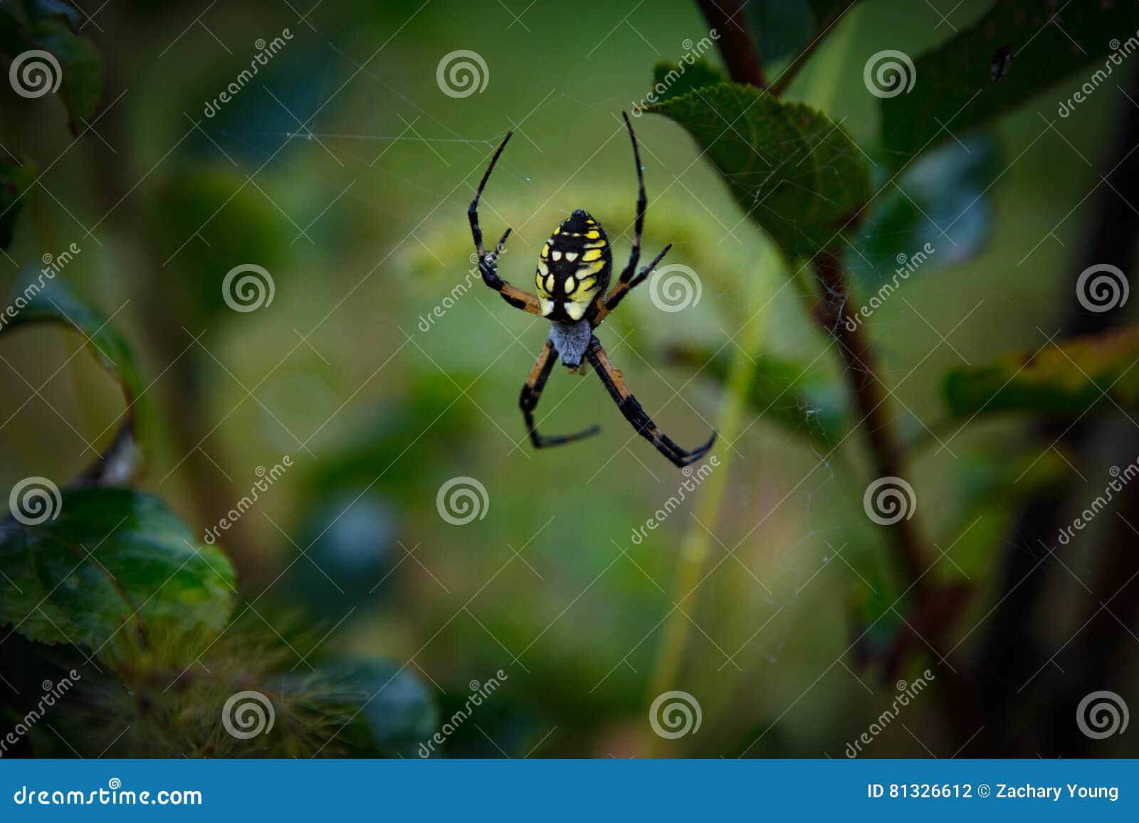 Garden Spider stock photo. Image of carnivore, green - 81326612