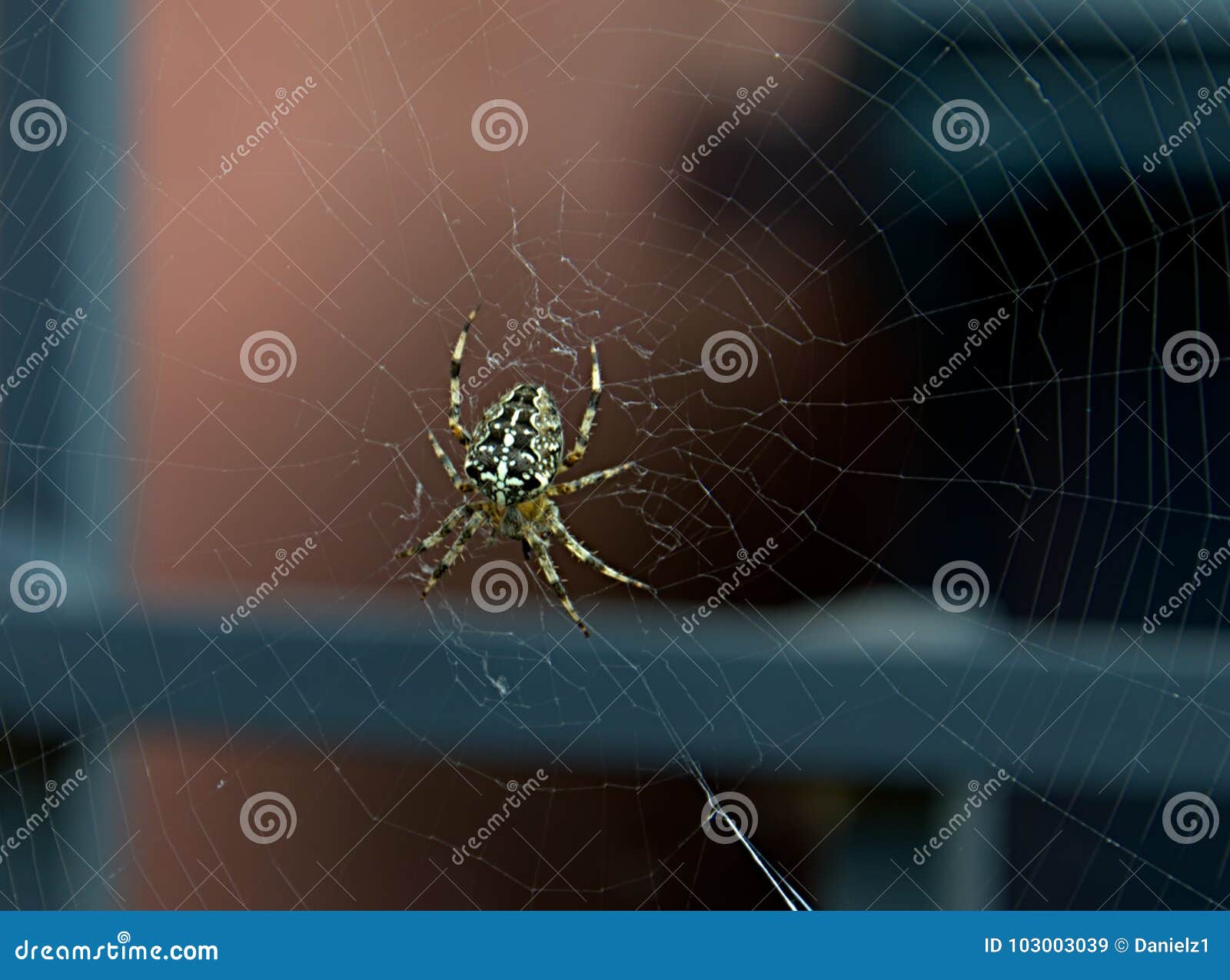 A garden spider on its net stock image. Image of insect - 103003039