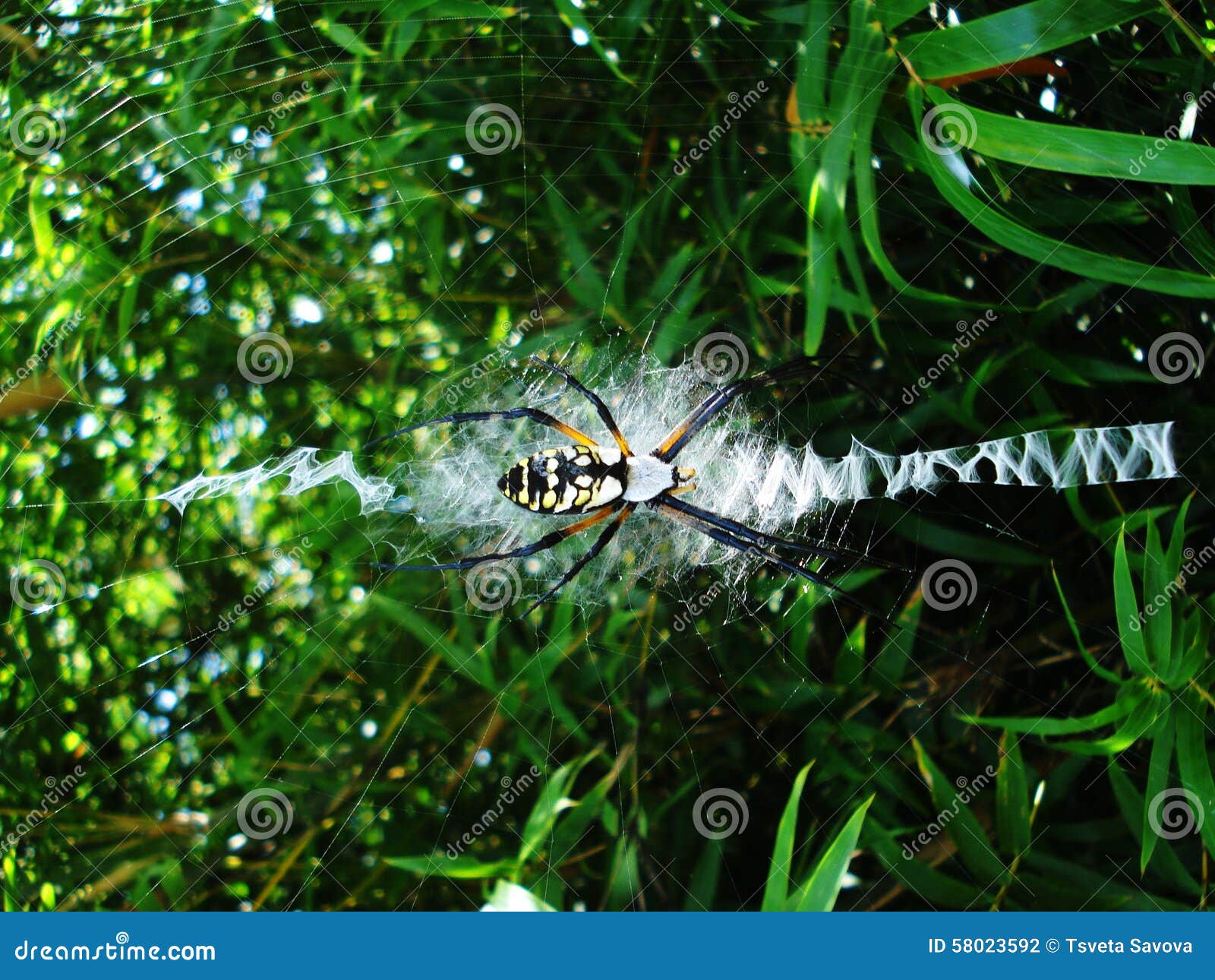 A garden spider on its net stock photo. Image of spin - 58023592