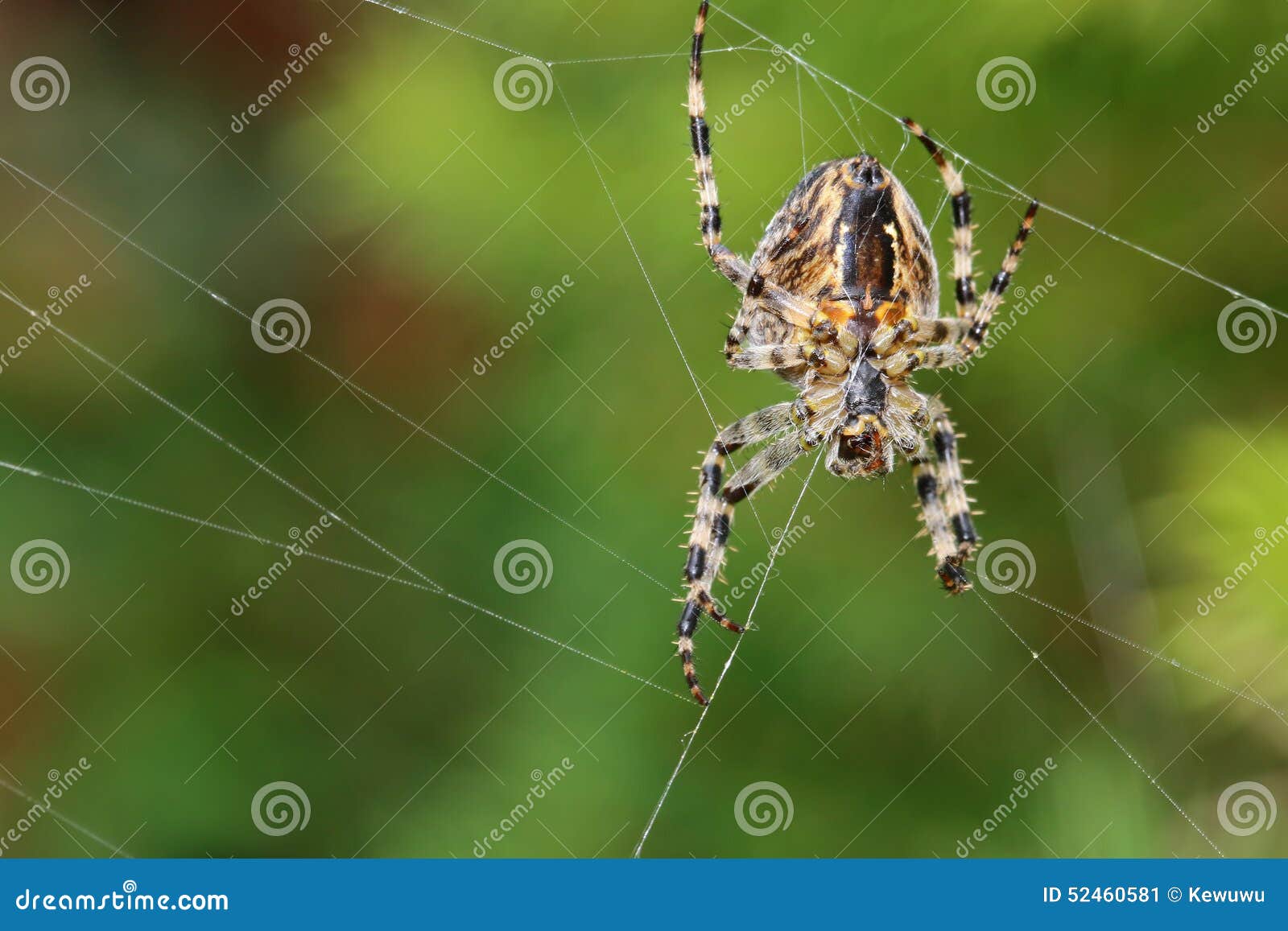 Garden Spider on its web stock image. Image of garden - 52460581