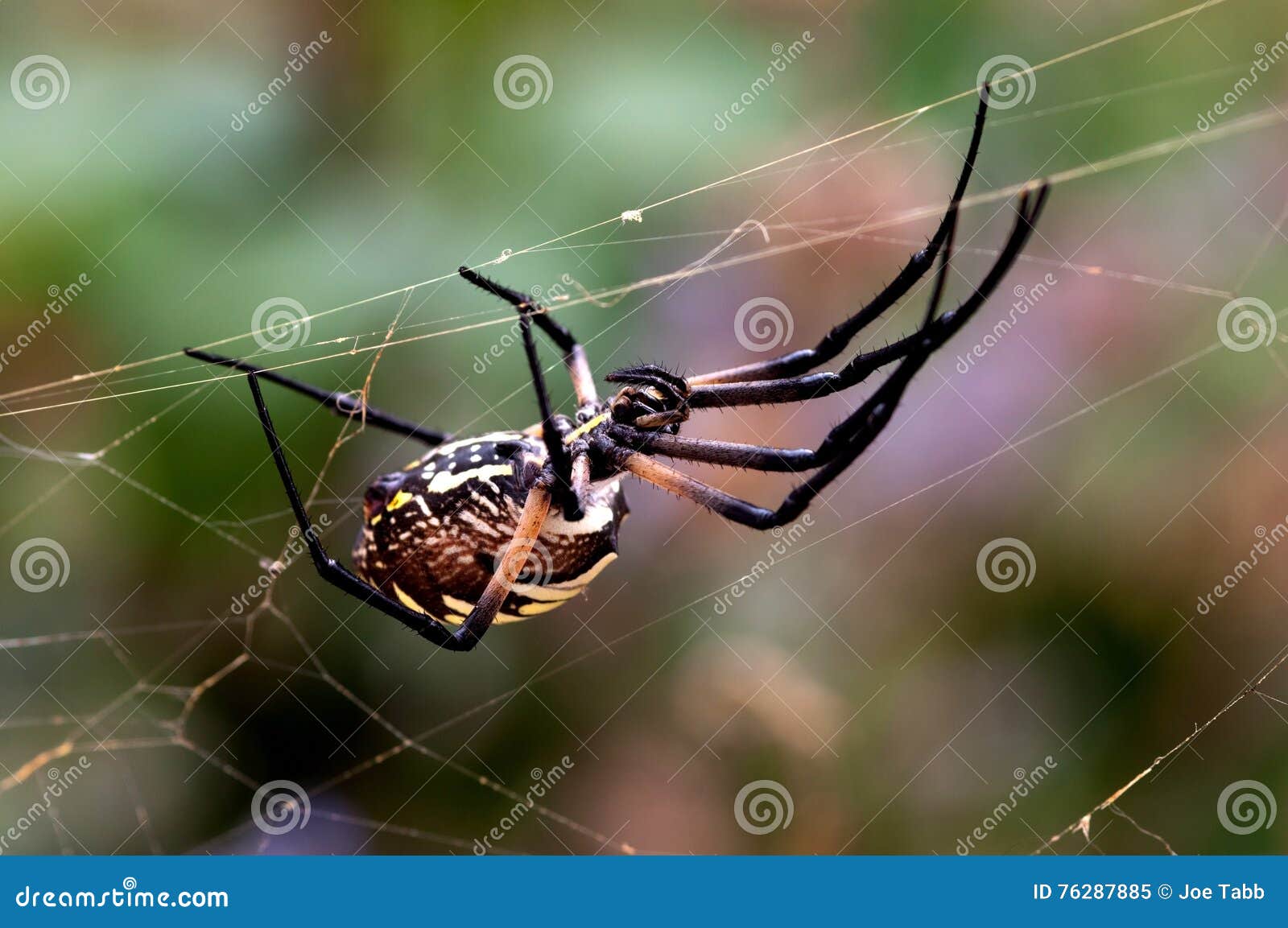 Garden spider stock image. Image of abdoman, black, fangs - 76287885