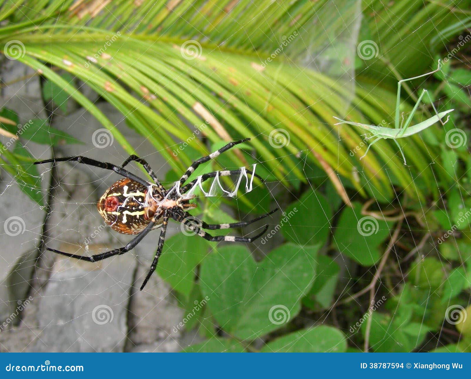 Garden spider and locust stock photo. Image of danger - 38787594