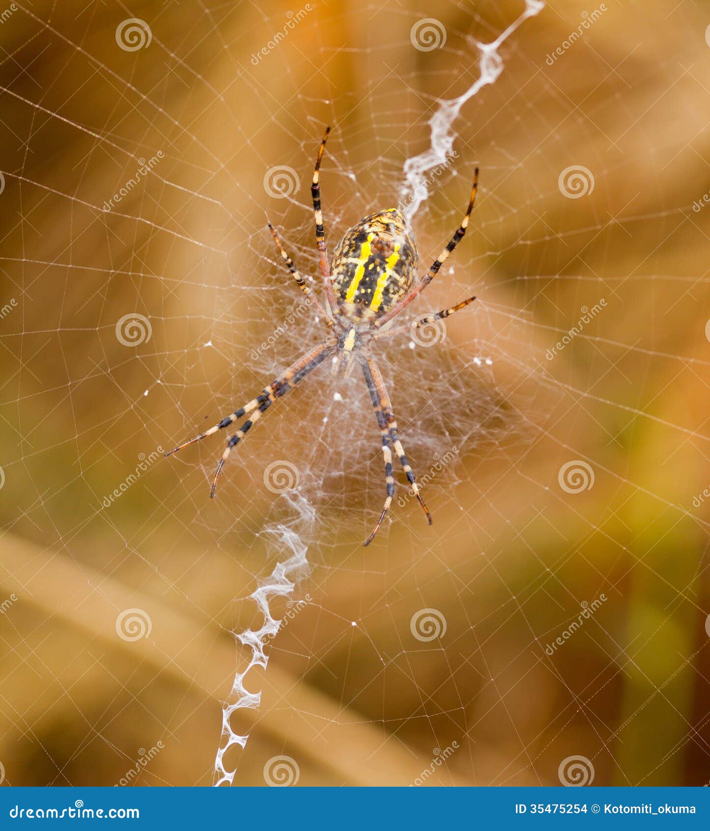 Garden Spider Spinning a Web Stock Photo - Image of visions, insect ...