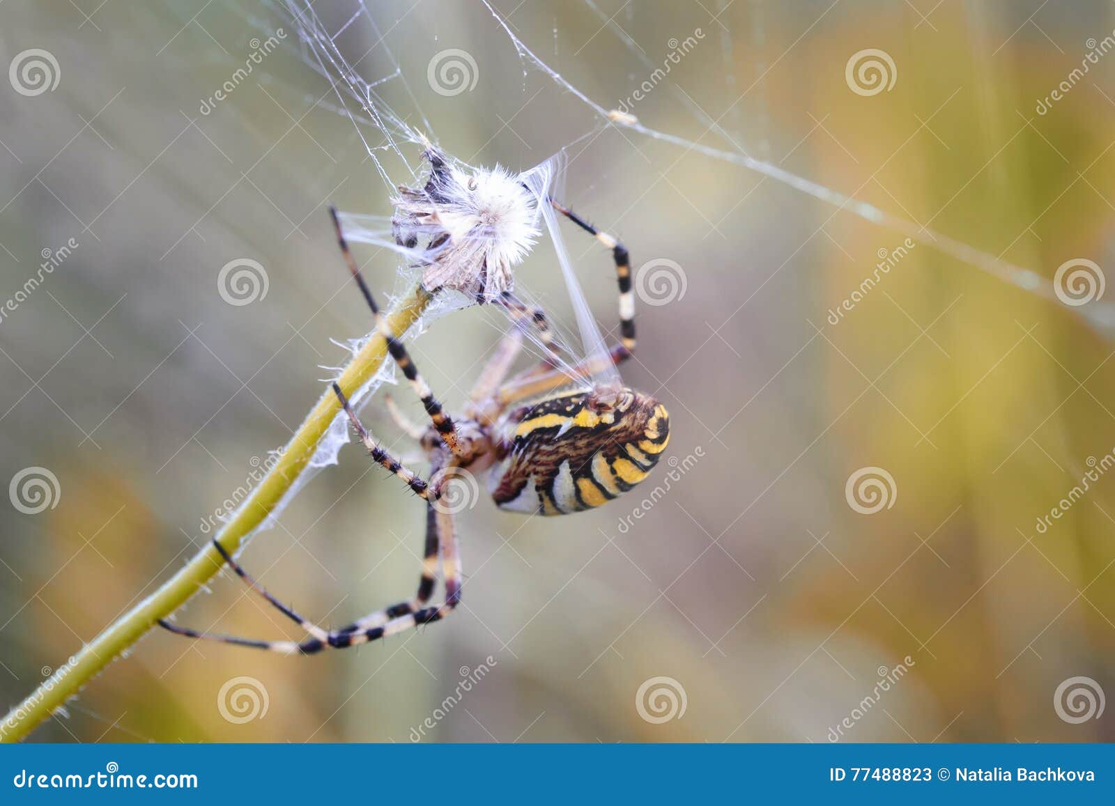 Garden-spider Weaves a Sticky Thin Web Stock Image - Image of wildlife ...