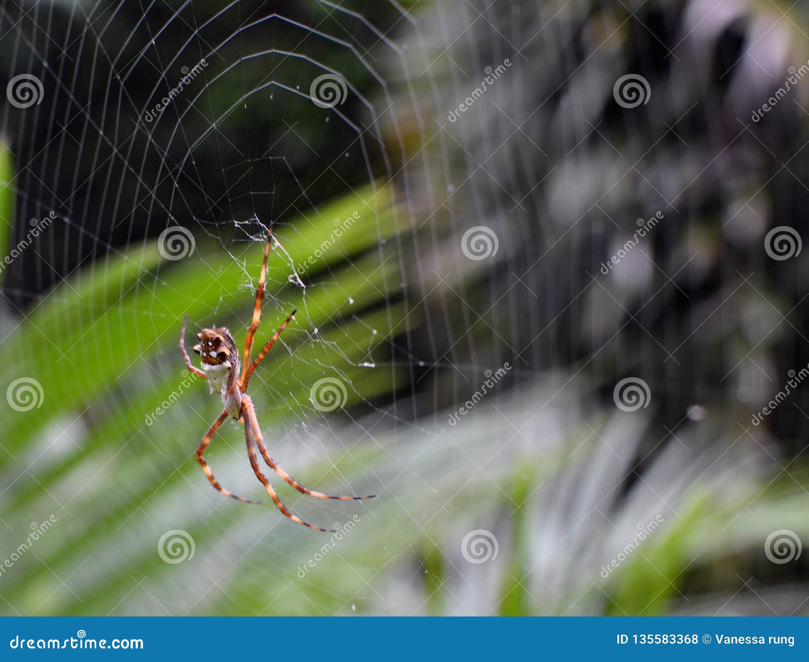 Garden Spider Web Builder Closeup after Rain Stock Photo - Image of ...