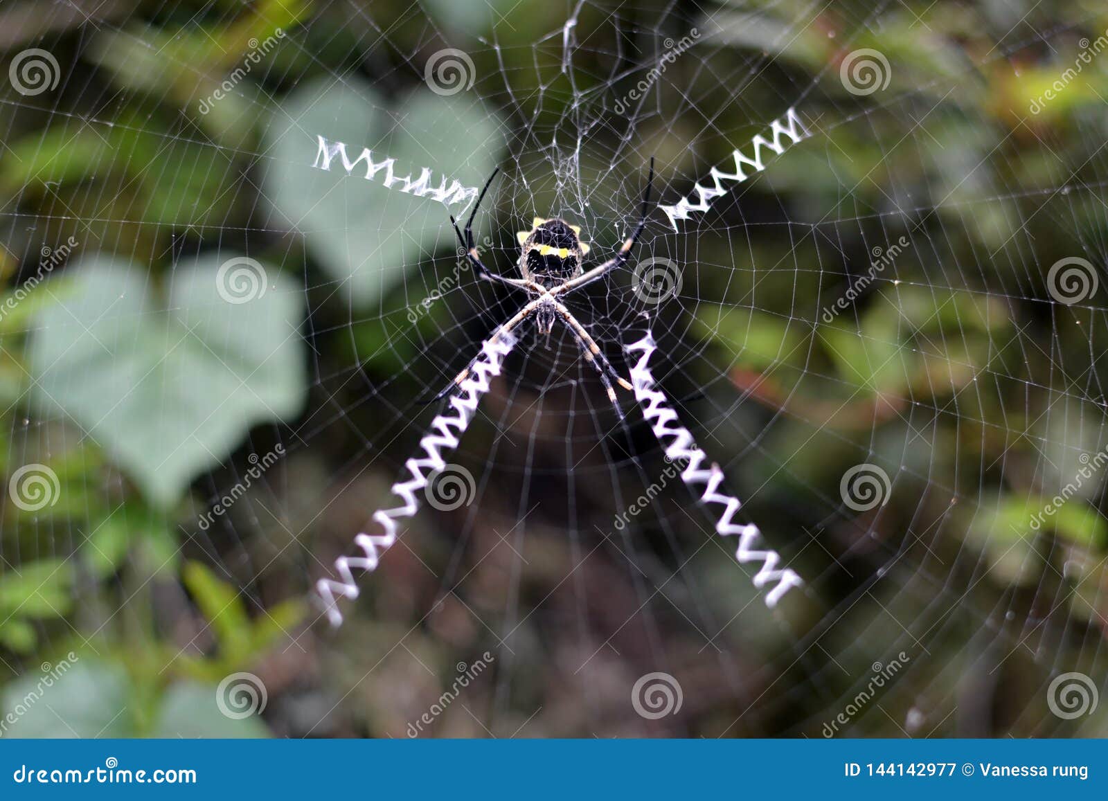 Garden Spider Web Builder Closeup after Rain Stock Image - Image of ...