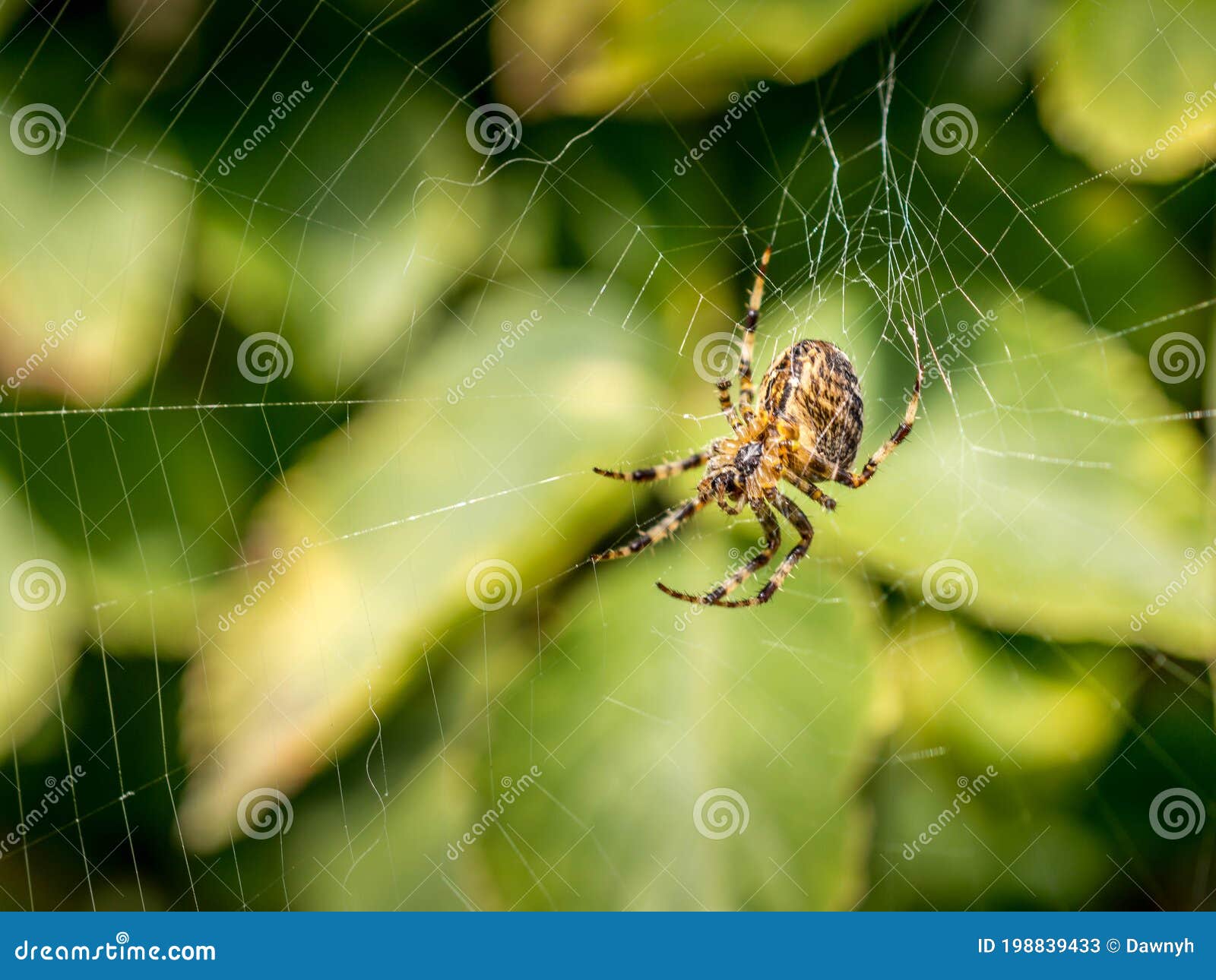 Garden spider on web stock image. Image of wild, white - 198839433