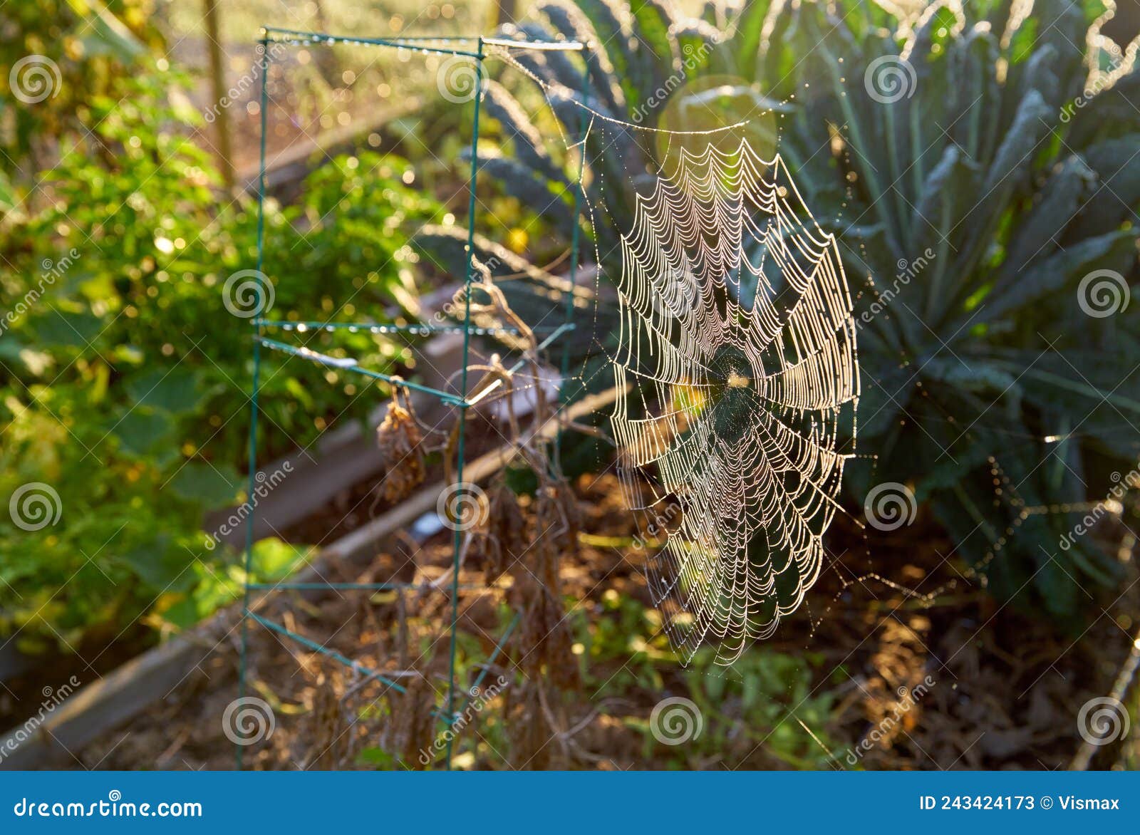 Garden Spider Web stock image. Image of garden, environment - 243424173