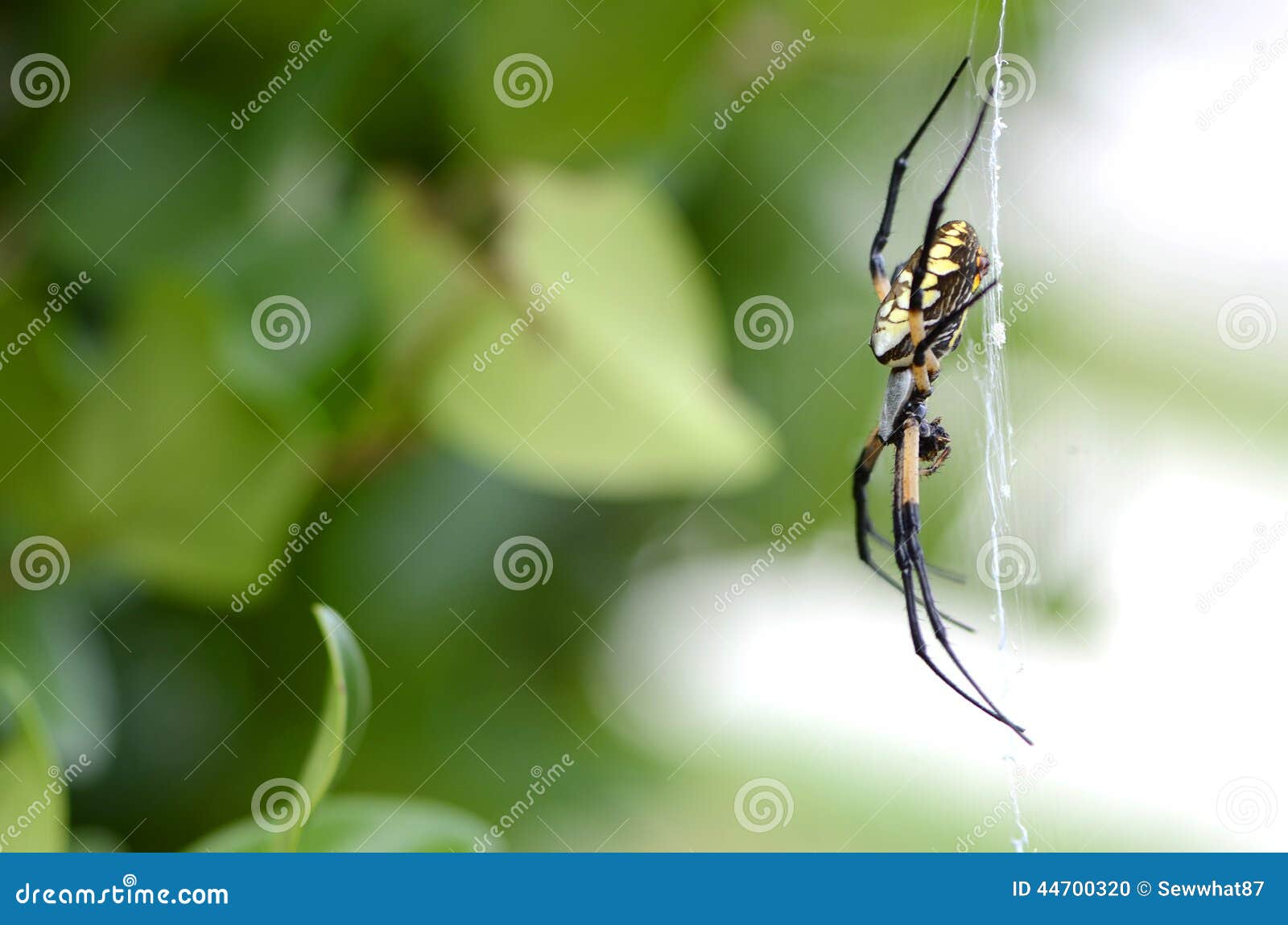 Garden Spider on Web, Side View Stock Photo - Image of writing, poison ...