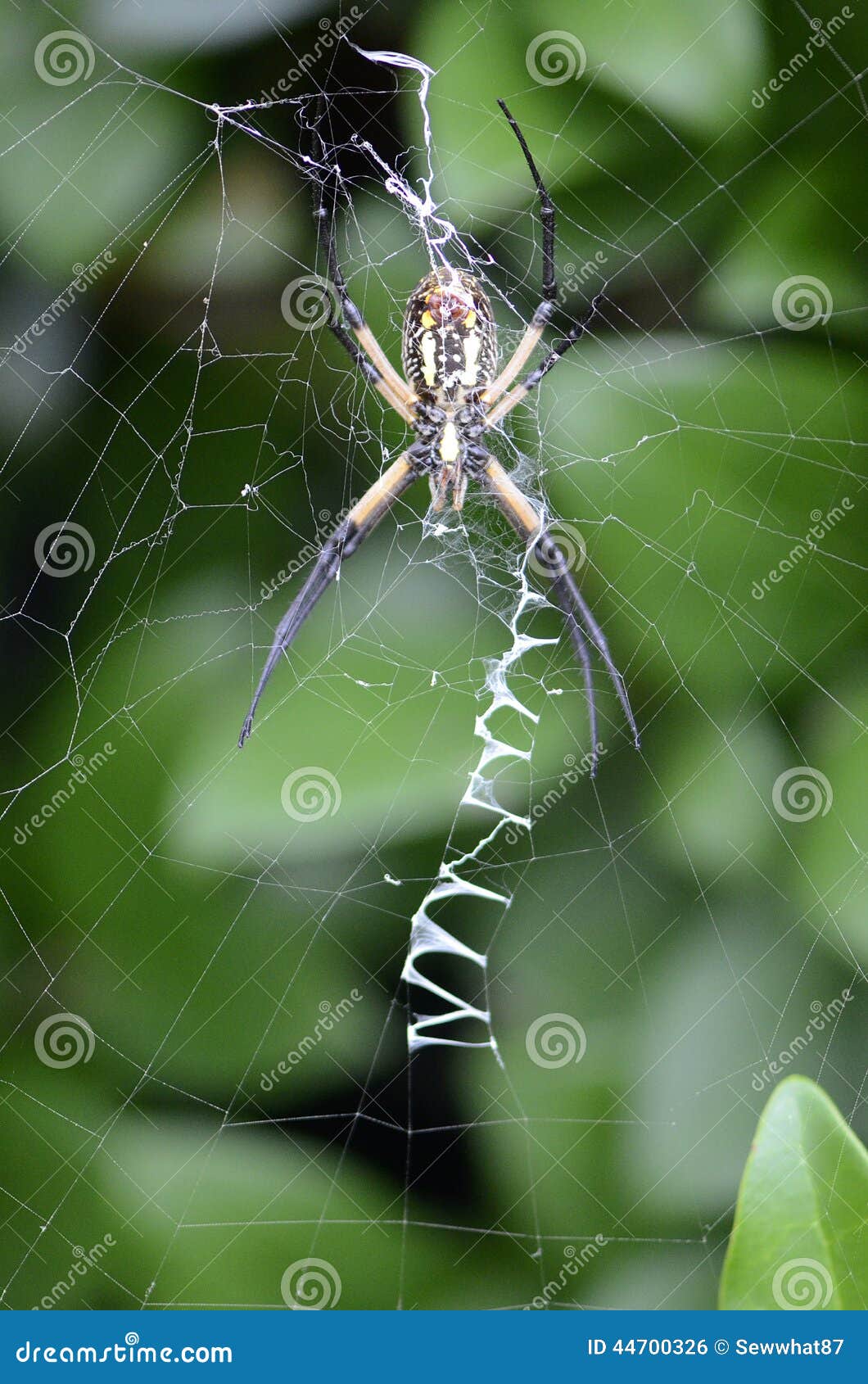 Garden Spider on Web, Underside Stock Photo - Image of garden, spins ...