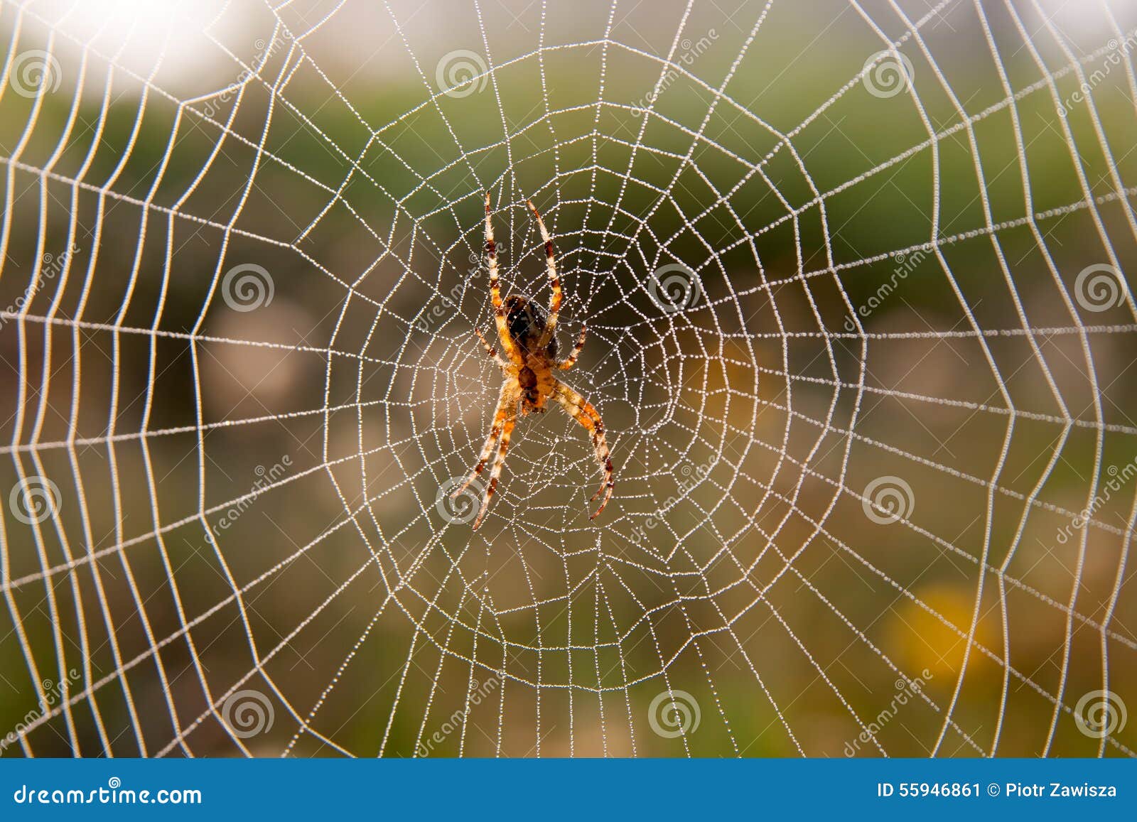 Garden spider on web stock image. Image of animal, mist - 55946861