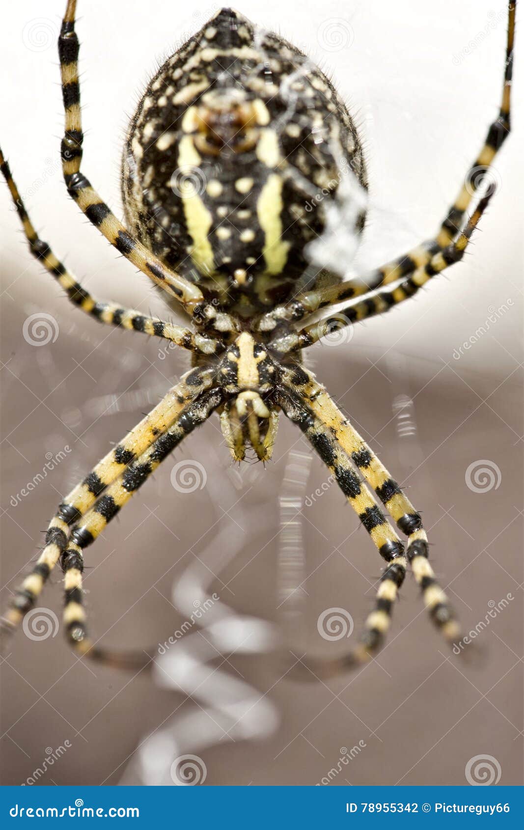 Spider, Yellow Garden Spider, Mating Stock Photo | CartoonDealer.com ...