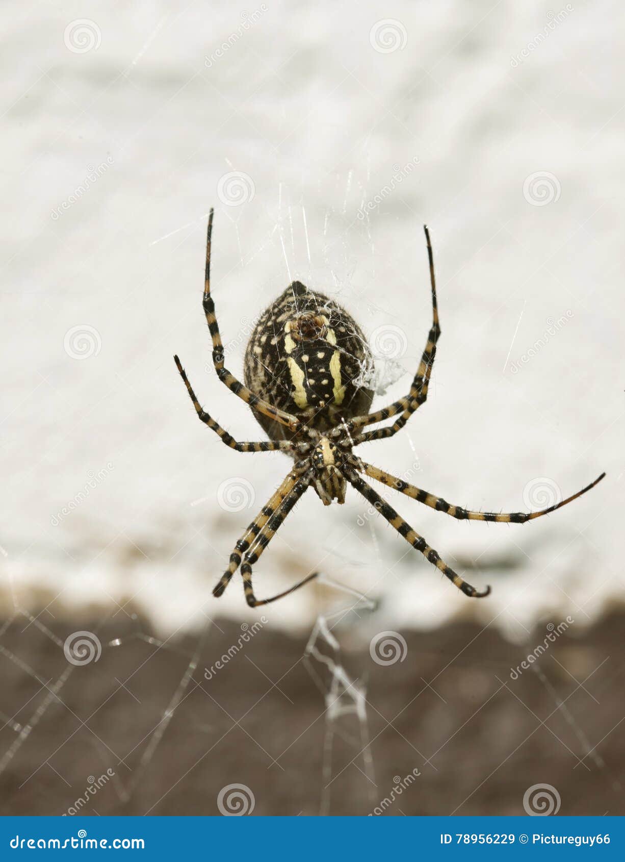 Spider, Yellow Garden Spider, Mating Stock Image | CartoonDealer.com ...