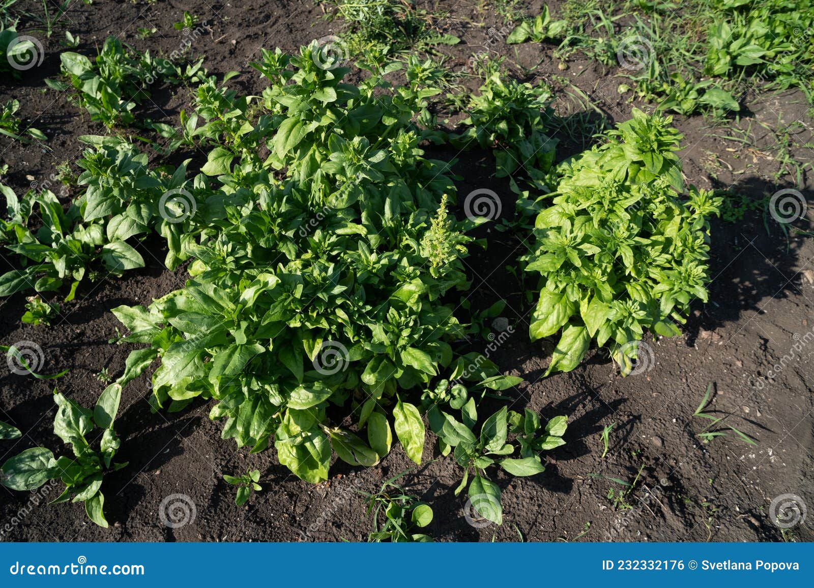 Garden Spinach of Various Ripening Periods Grows on a Plot of Land on a ...