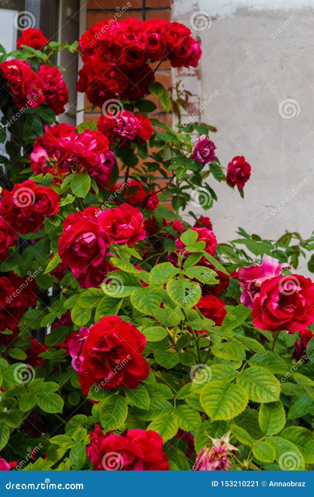 Garden Spray Red Rose. Beautiful Bright Red Roses in the Garden Stock ...