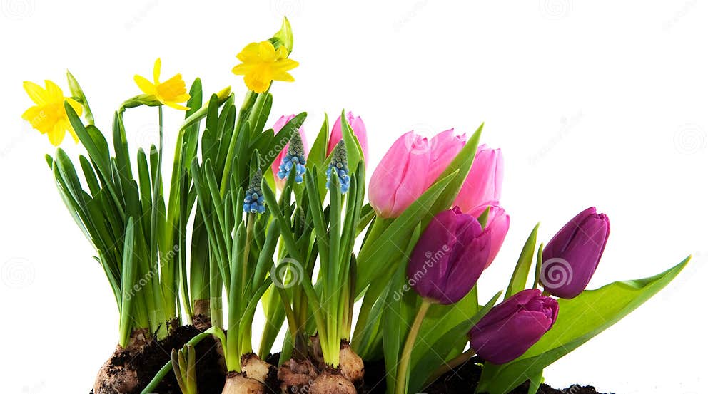 Garden in spring stock image. Image of white, grape, flowers - 13021919