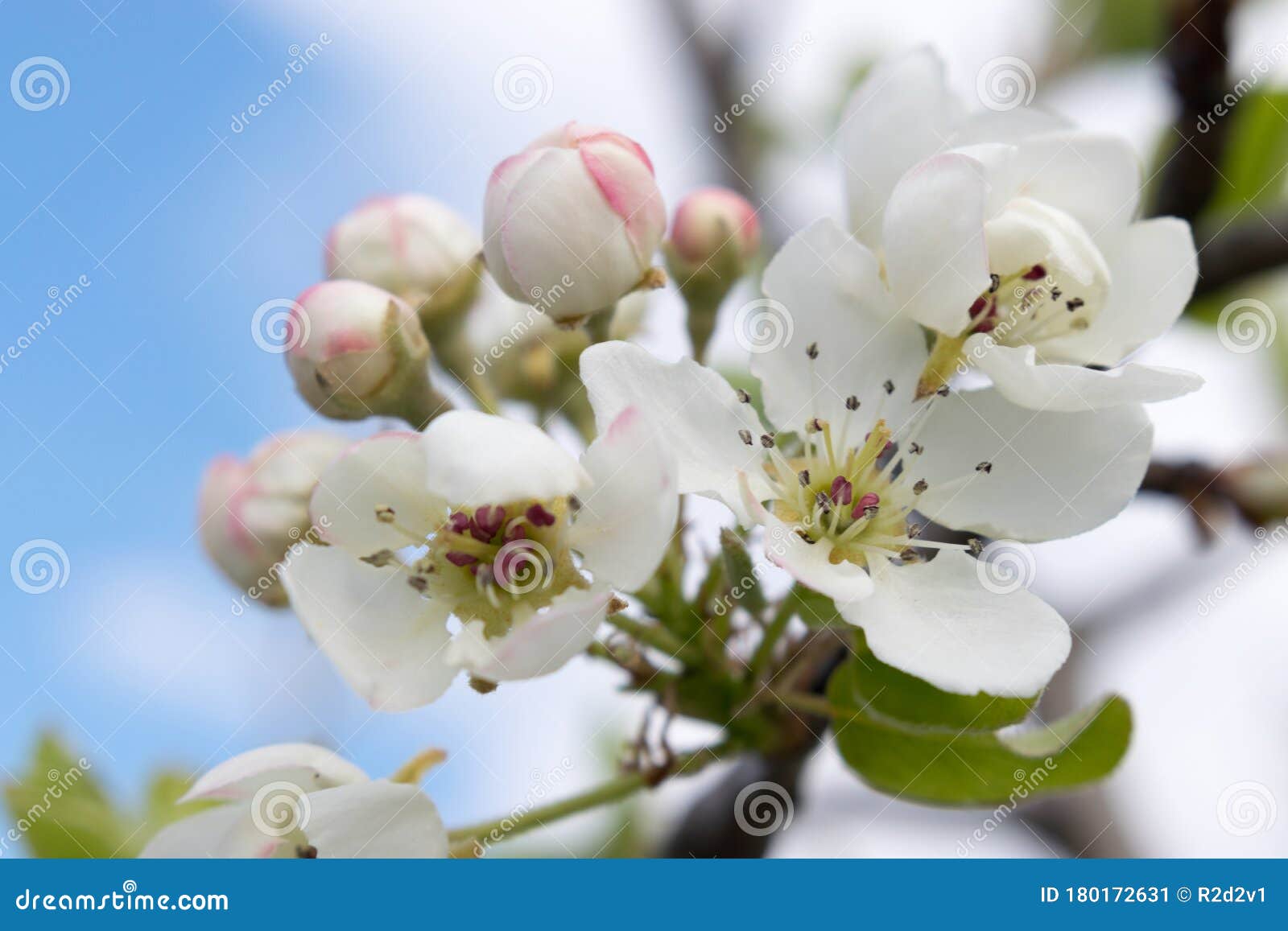 Flowering apple tree stock image. Image of tree, garden - 180172631