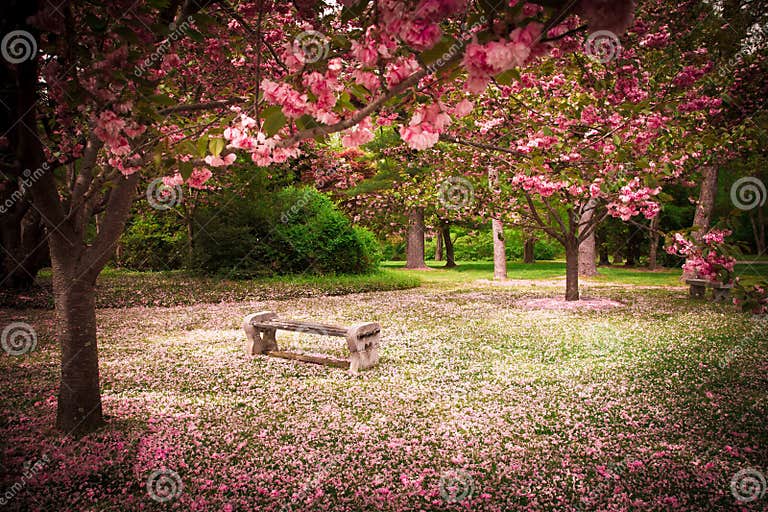 Garden in Spring stock photo. Image of blossoming, april - 31149340