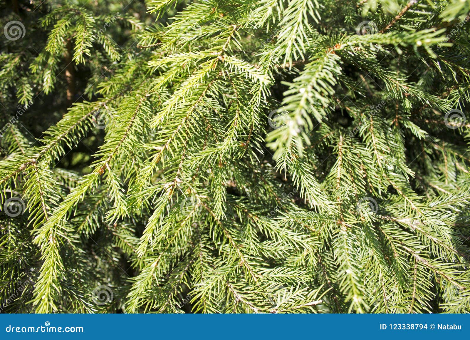 Garden Spruce Branches Pattern on Hot July Sun Stock Photo - Image of ...