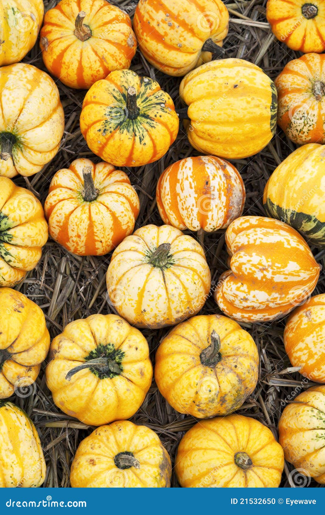Garden squashes background stock photo. Image of garden - 21532650