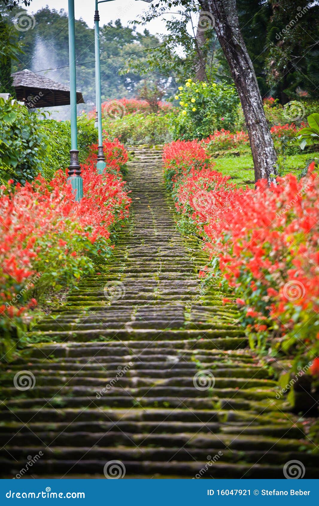 Garden stairs with flowers stock image. Image of garden - 16047921
