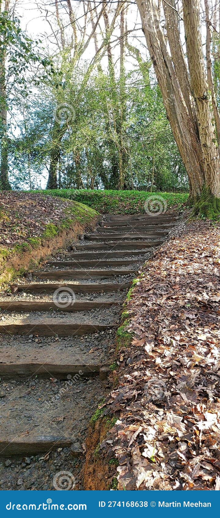 Wooded Steps To The Burning Mountain Walking Track NSW Australia ...