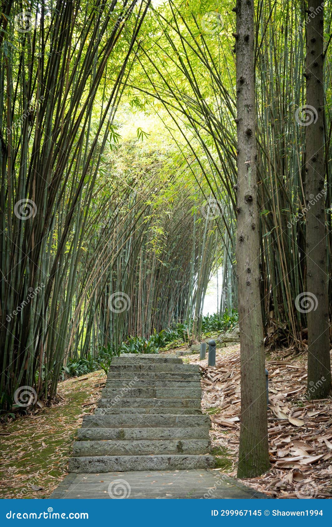 Garden stone step path stock image. Image of trees, perspective - 299967145