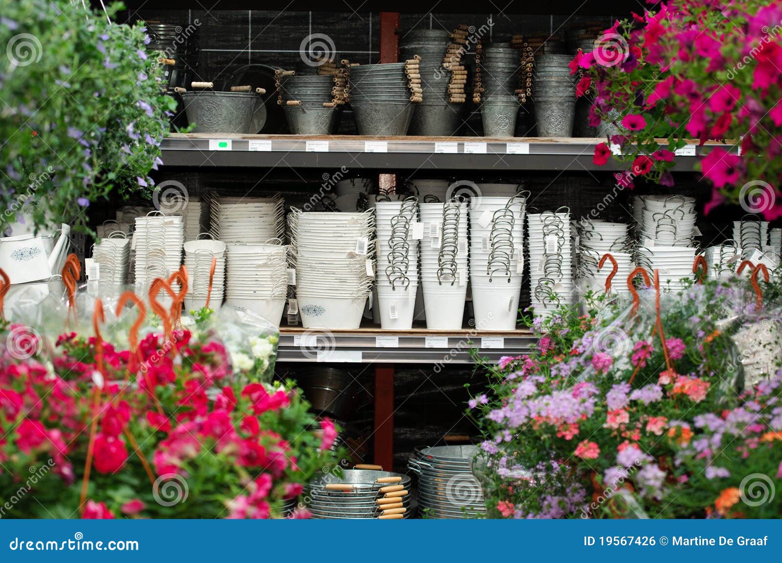 Garden store stock photo. Image of petunia, surfinia - 19567426