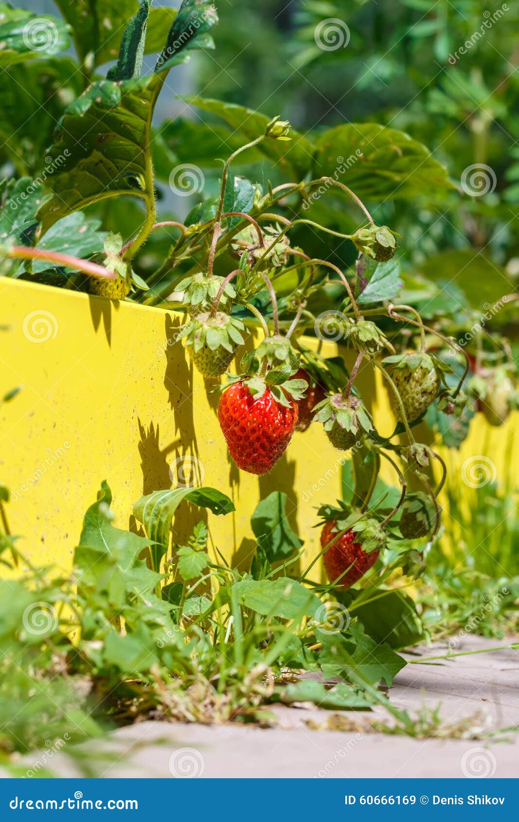 Garden strawberry stock image. Image of bushes, fragaria - 60666169