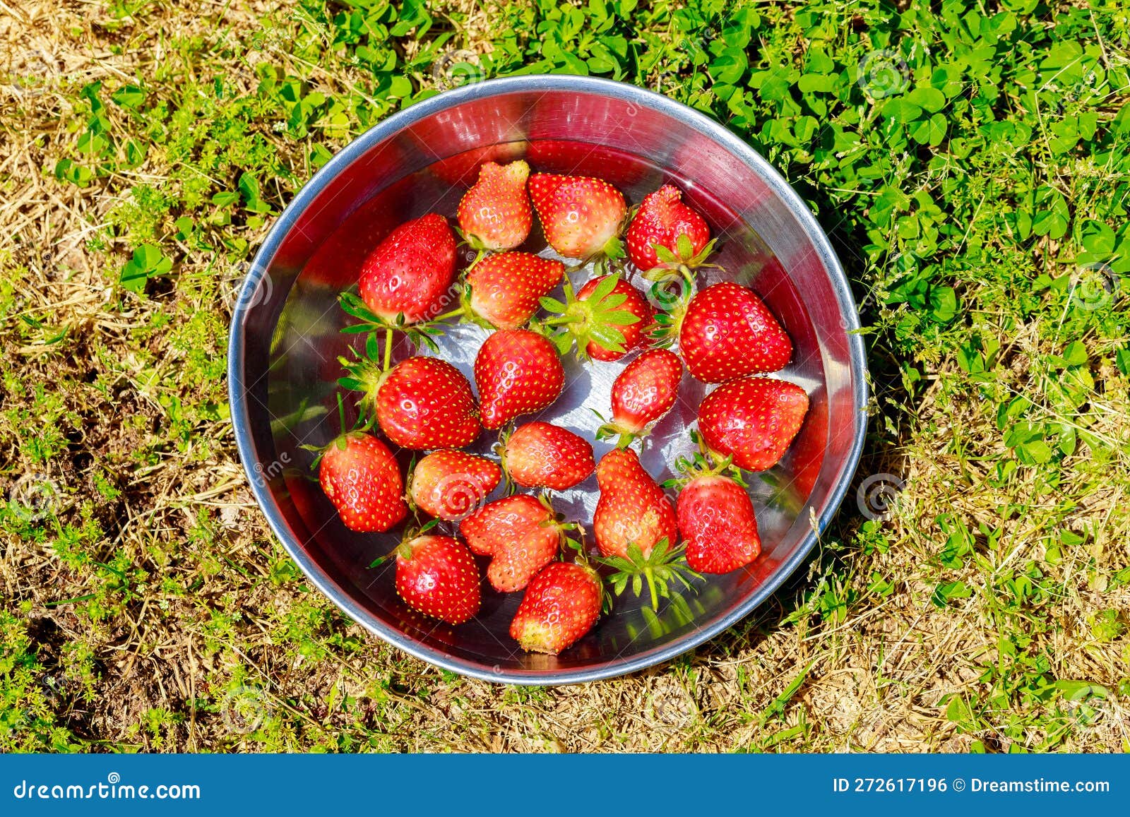 Garden Strawberry Washed in Water after Harvest Stock Photo - Image of ...