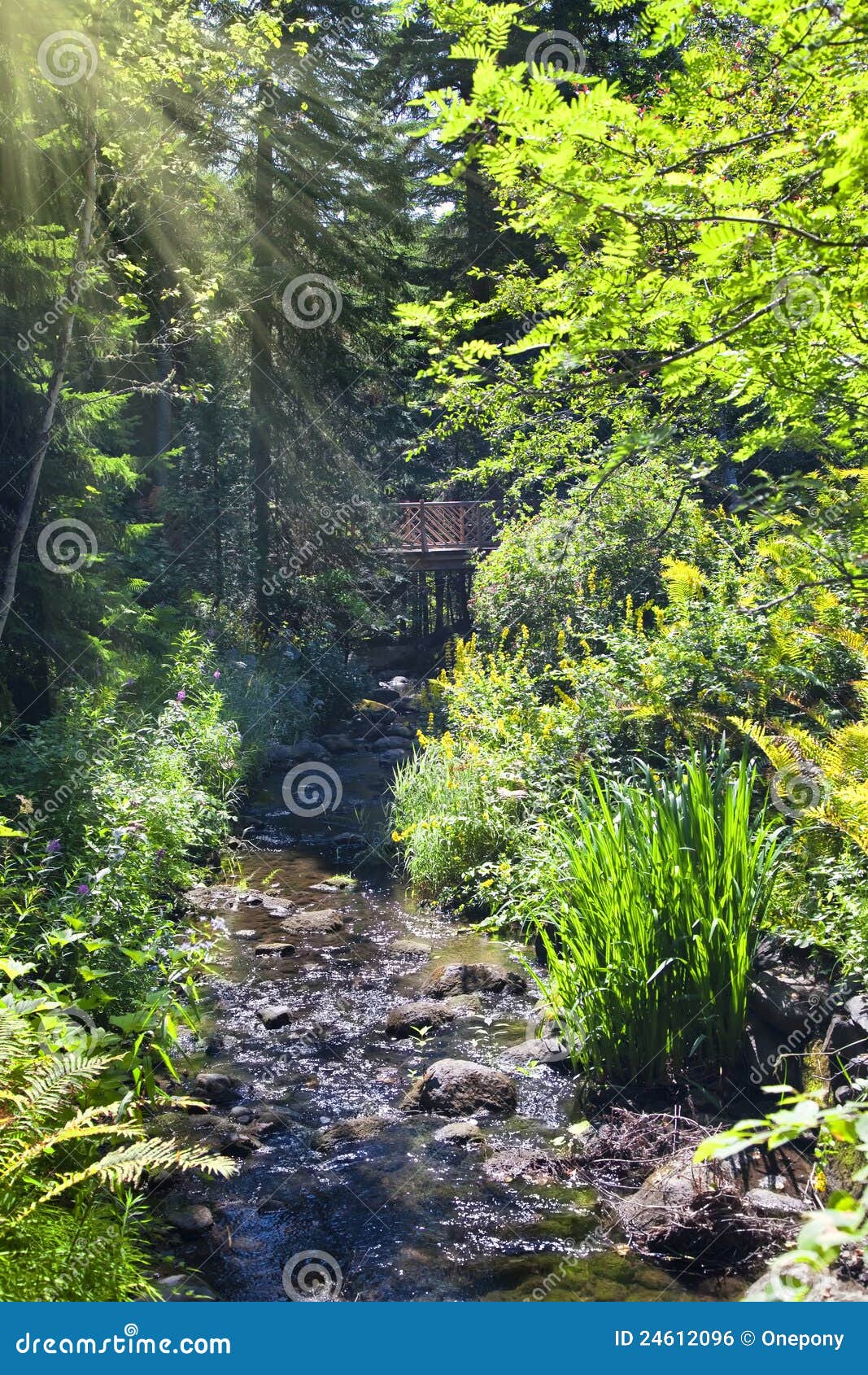 Garden Stream stock photo. Image of conifer, tree, water - 24612096