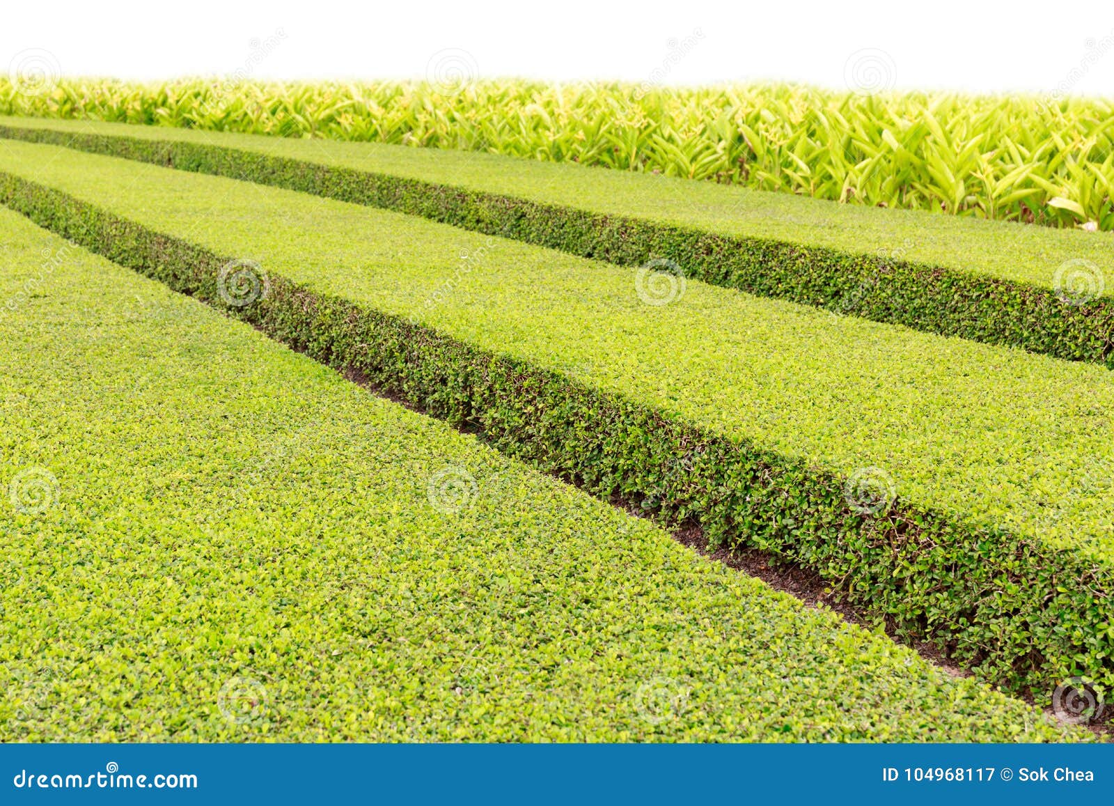 Garden in Summer with Green Bush Neatly Cut in Long Rows Stock Image ...