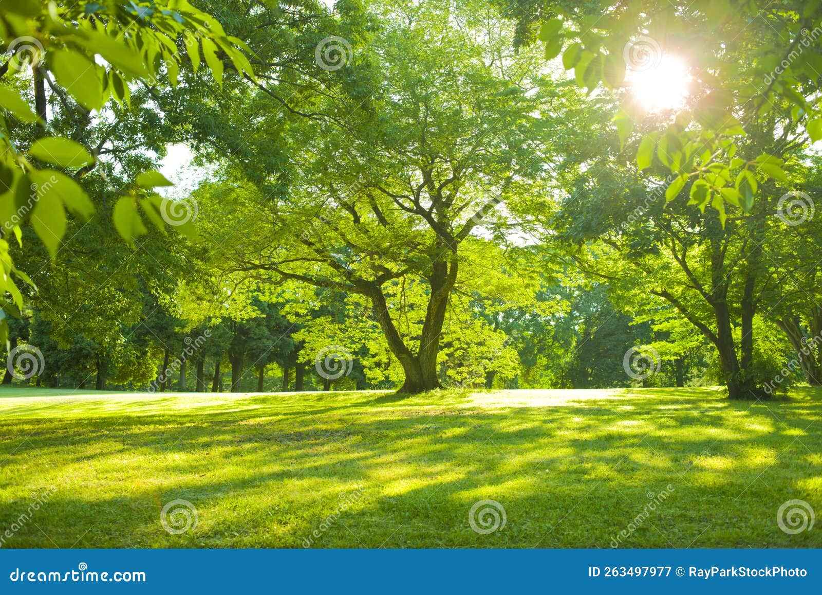 Garden sunlight stock image. Image of flower, autumn - 263497977