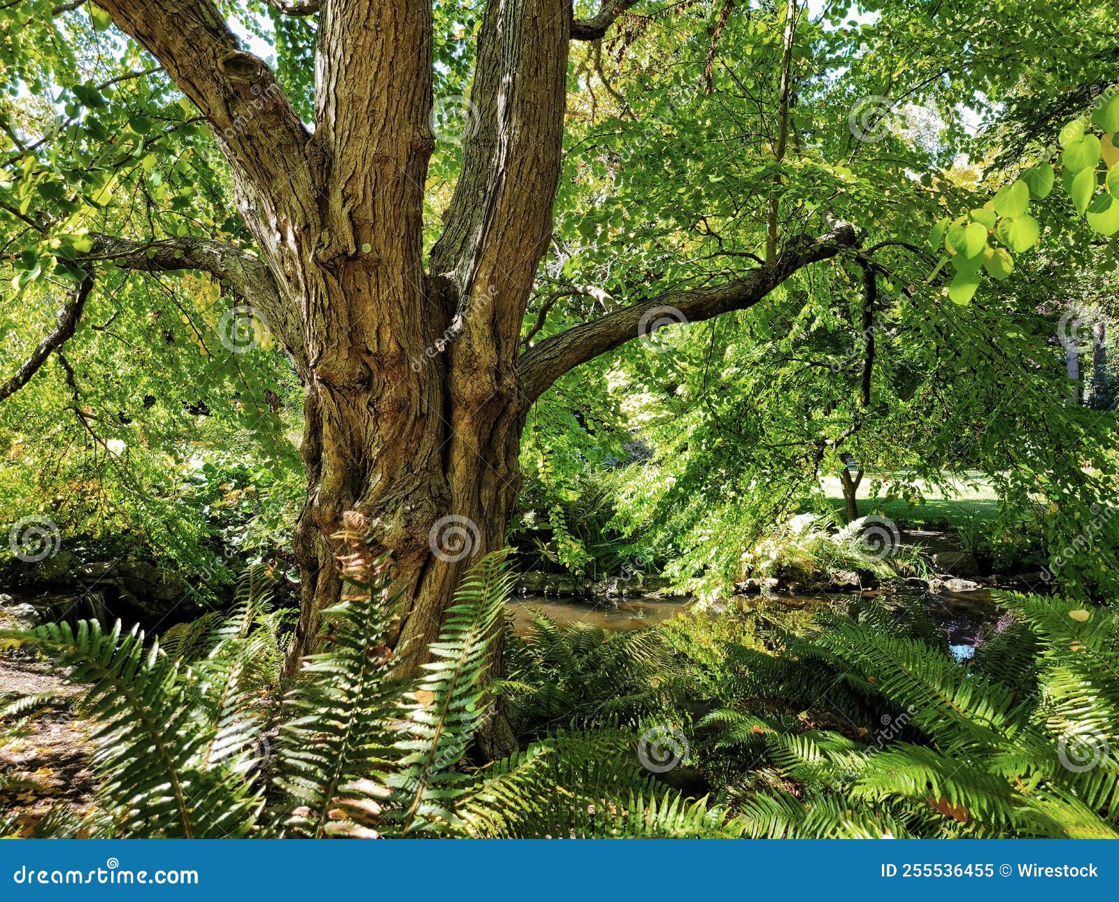 Garden Surrounded by Trees and Plants Stock Image - Image of beautiful ...