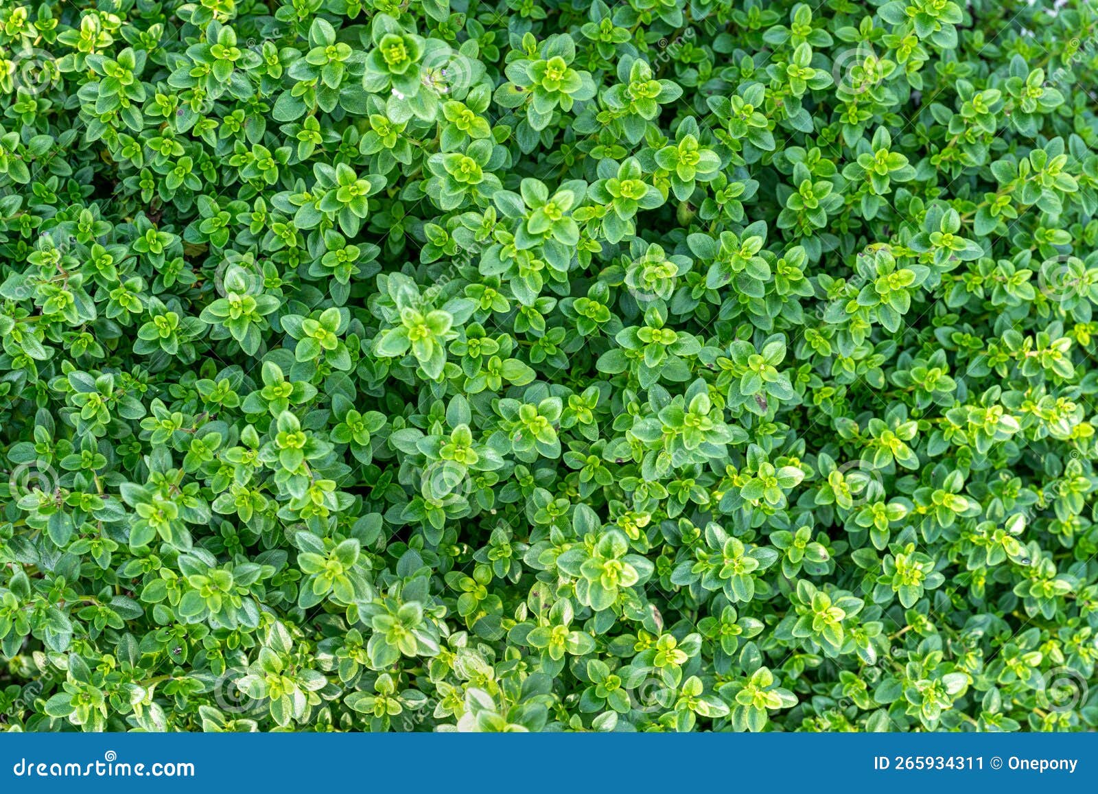 Garden Thyme Background stock image. Image of macro - 265934311