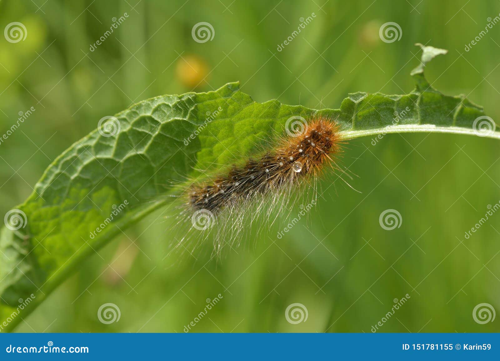 Garden tiger moth stock image. Image of brown, caterpillar - 151781155