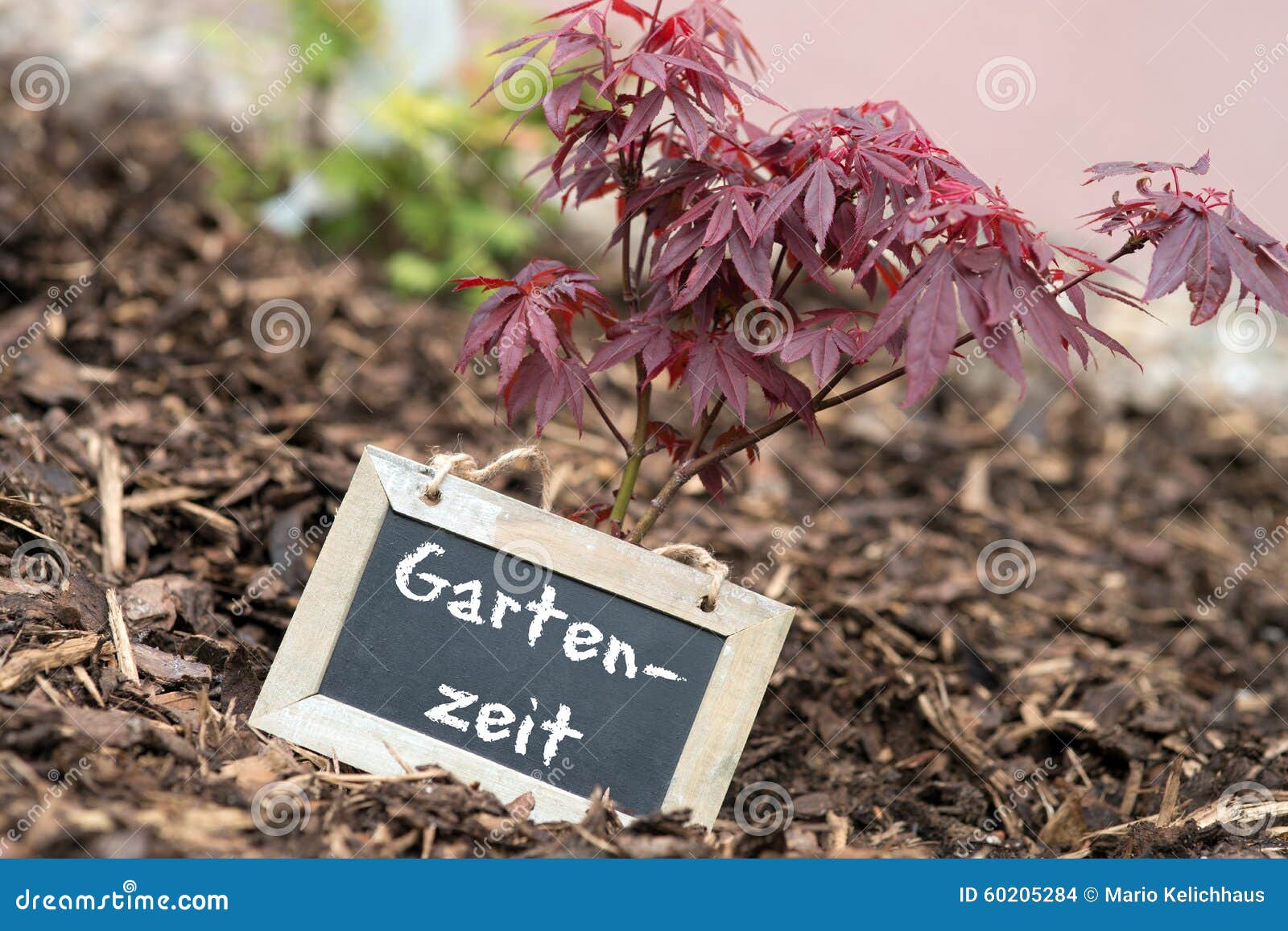 Garden time stock photo. Image of nature, maple, blackboard - 60205284