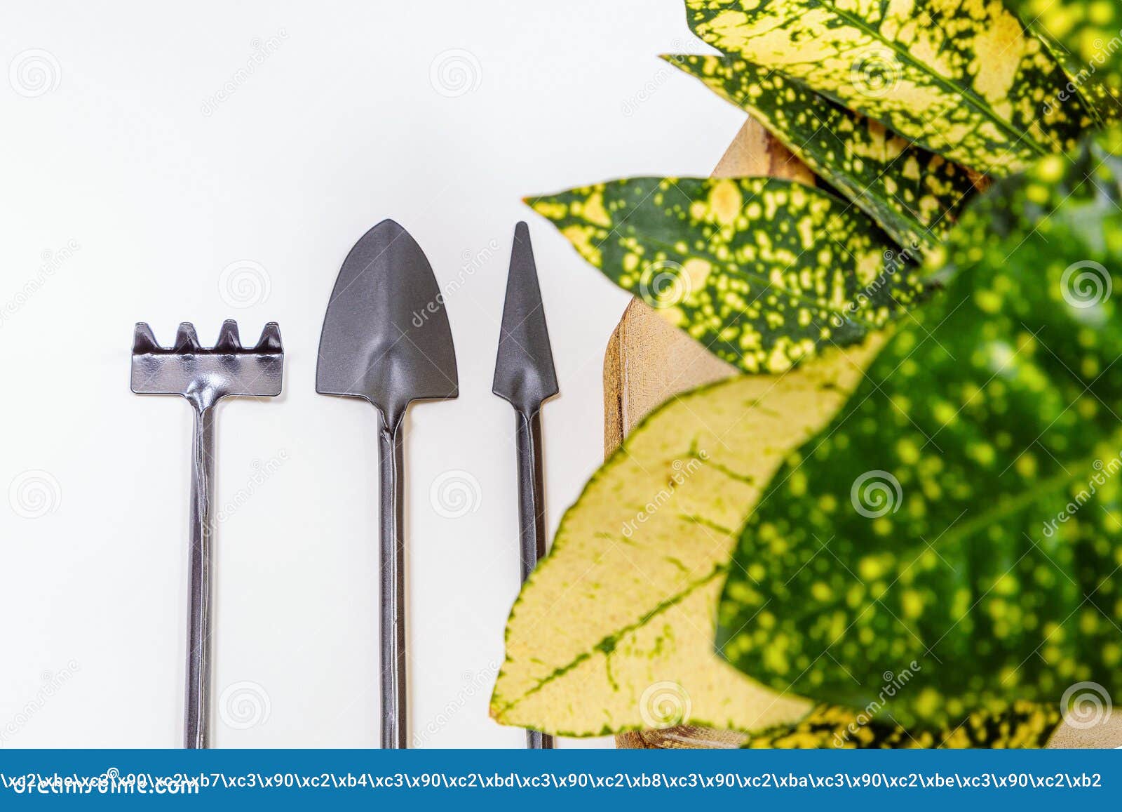 Garden Tools with a Lush Flower in a Pot on a White Background. Stock ...