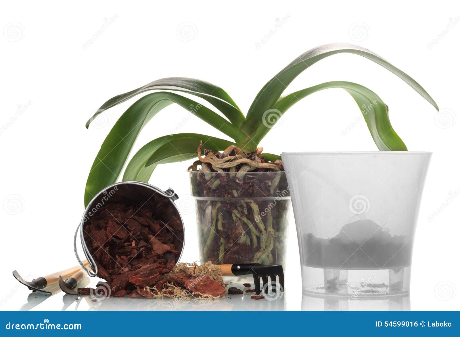 Garden tools and orchid stock photo. Image of hose, multiple - 54599016