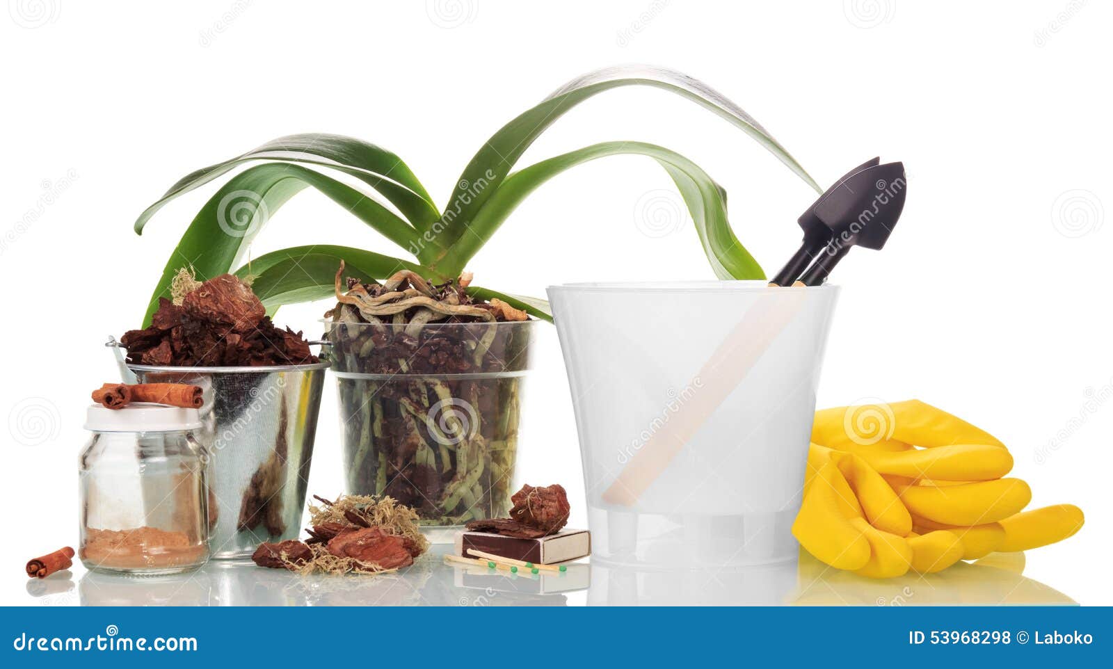Garden Tools and Orchid Plants Stock Photo - Image of nature ...