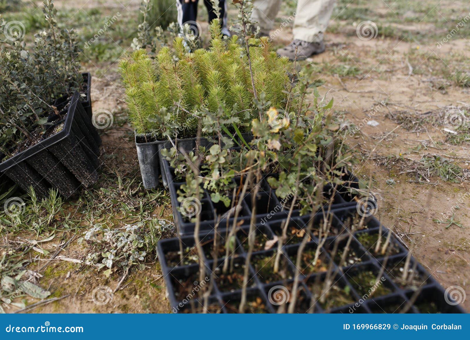 The Tools For Planting A Hedge: Shovel And Barrow. Photinia Red Royalty ...