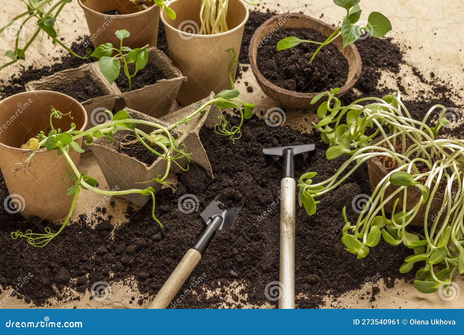 Garden Tools and Soil. Peat and Paper Pots with Seedlings Stock Image ...