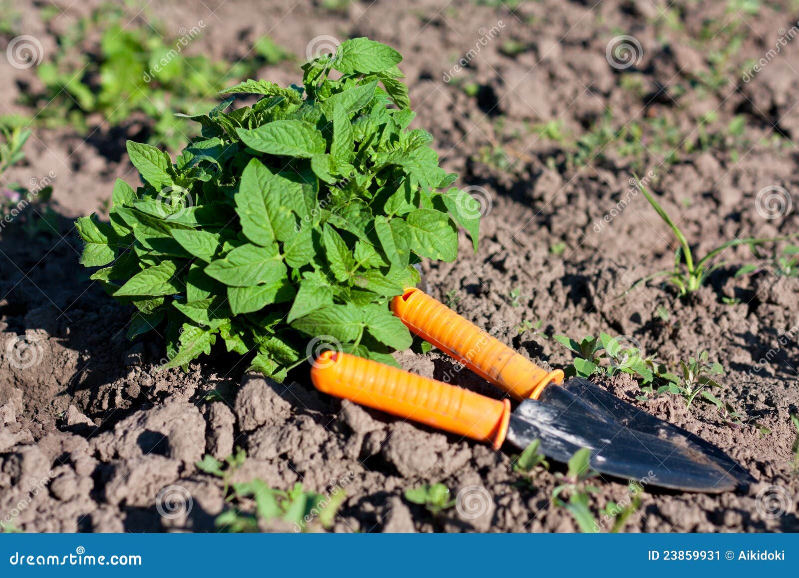 Garden Tools and Tomato Seedlings in the Beds Stock Image - Image of ...