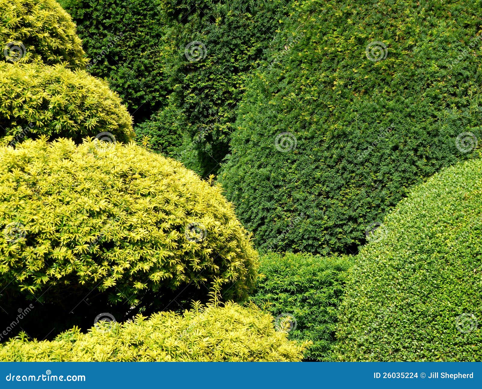 Garden: Topiary Hedge Detail Stock Photo - Image of bush, craftsmanship ...