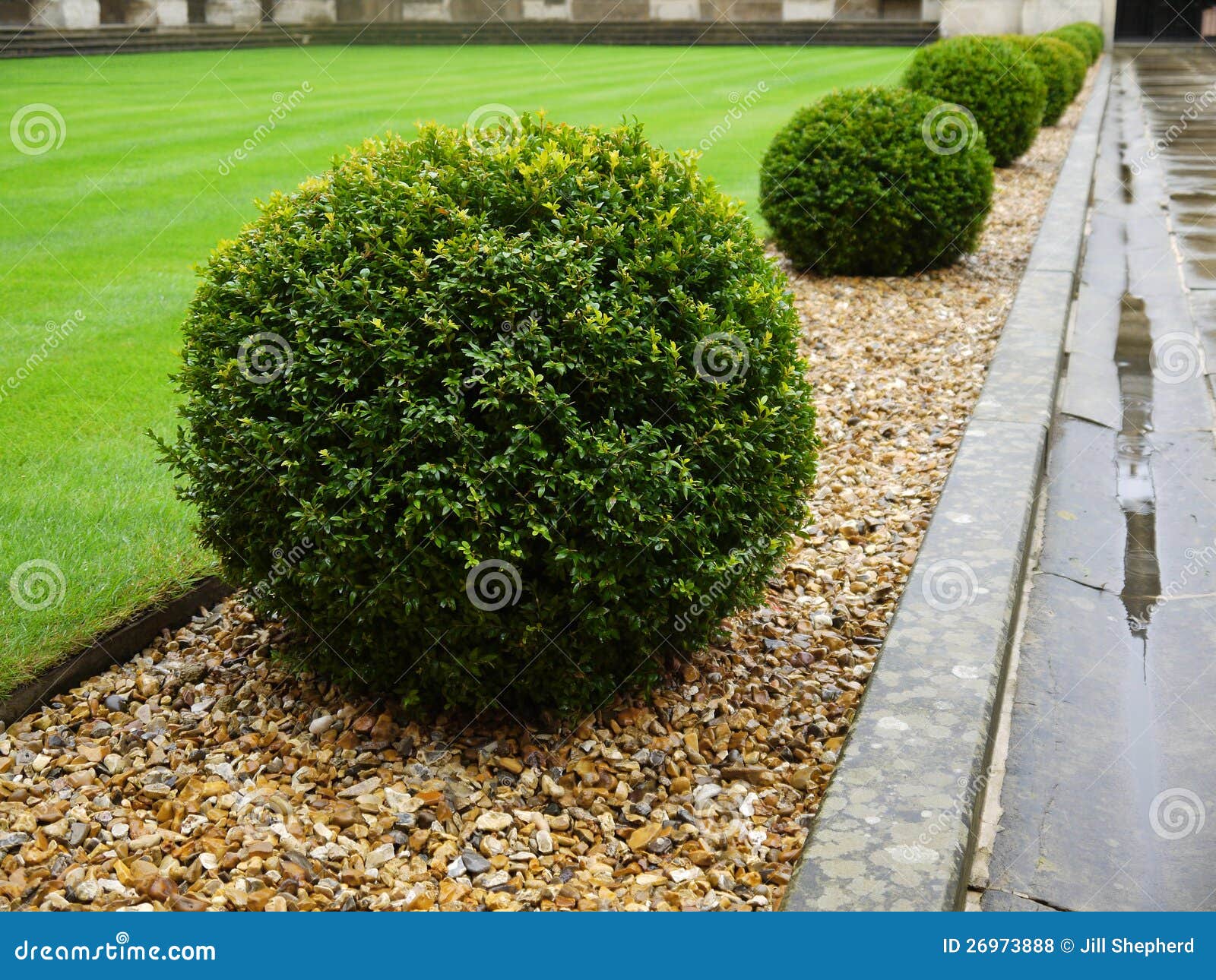 Garden: Topiary Hedge Detail - H Stock Photo - Image of england, path ...