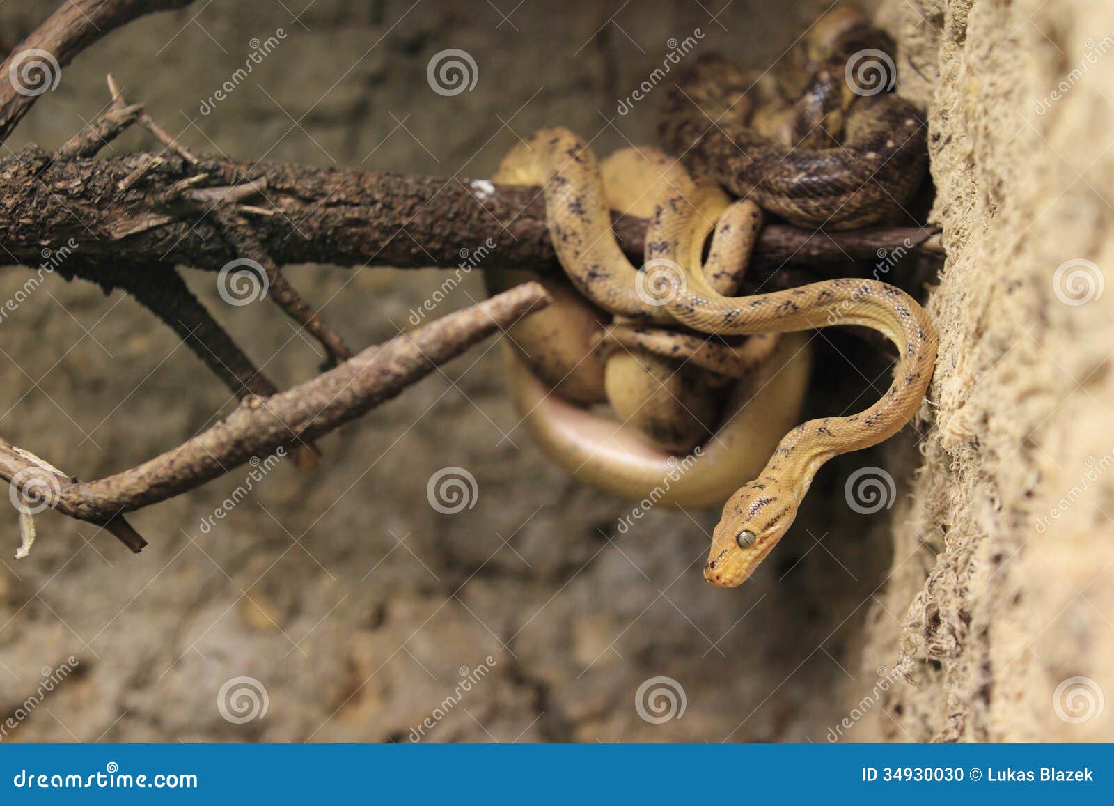 Garden tree boa stock photo. Image of reptile, common - 34930030