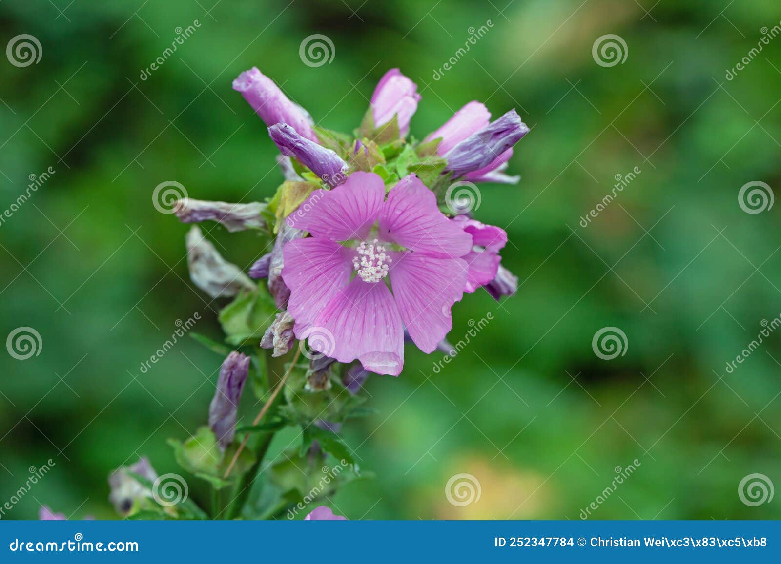 Garden Tree-mallow, Malva Thuringiaca Stock Photo - Image of closeup ...