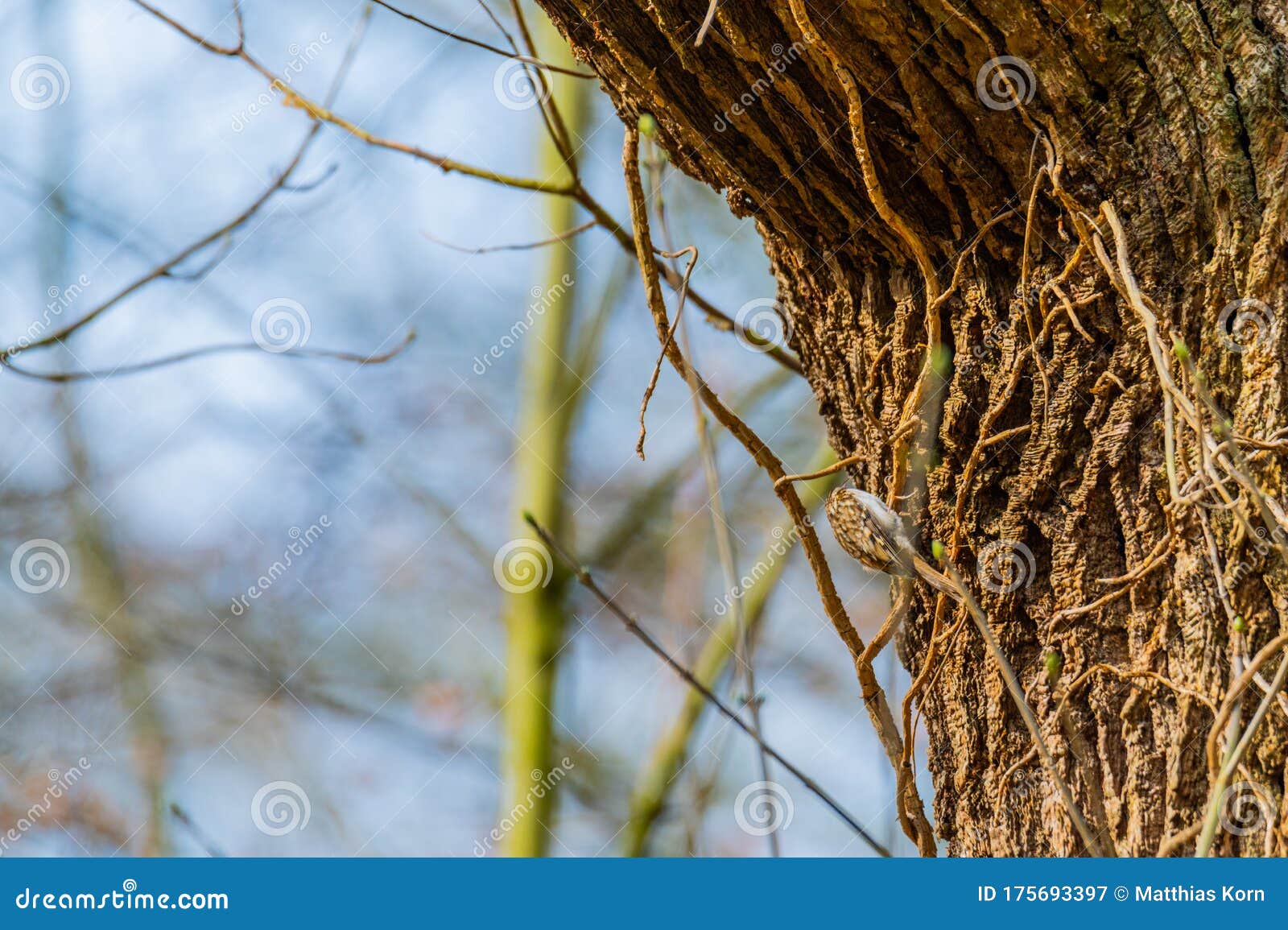 Tree Runner, Outdoor Obstacle Courses With Zip-lines, Swinging Logs ...