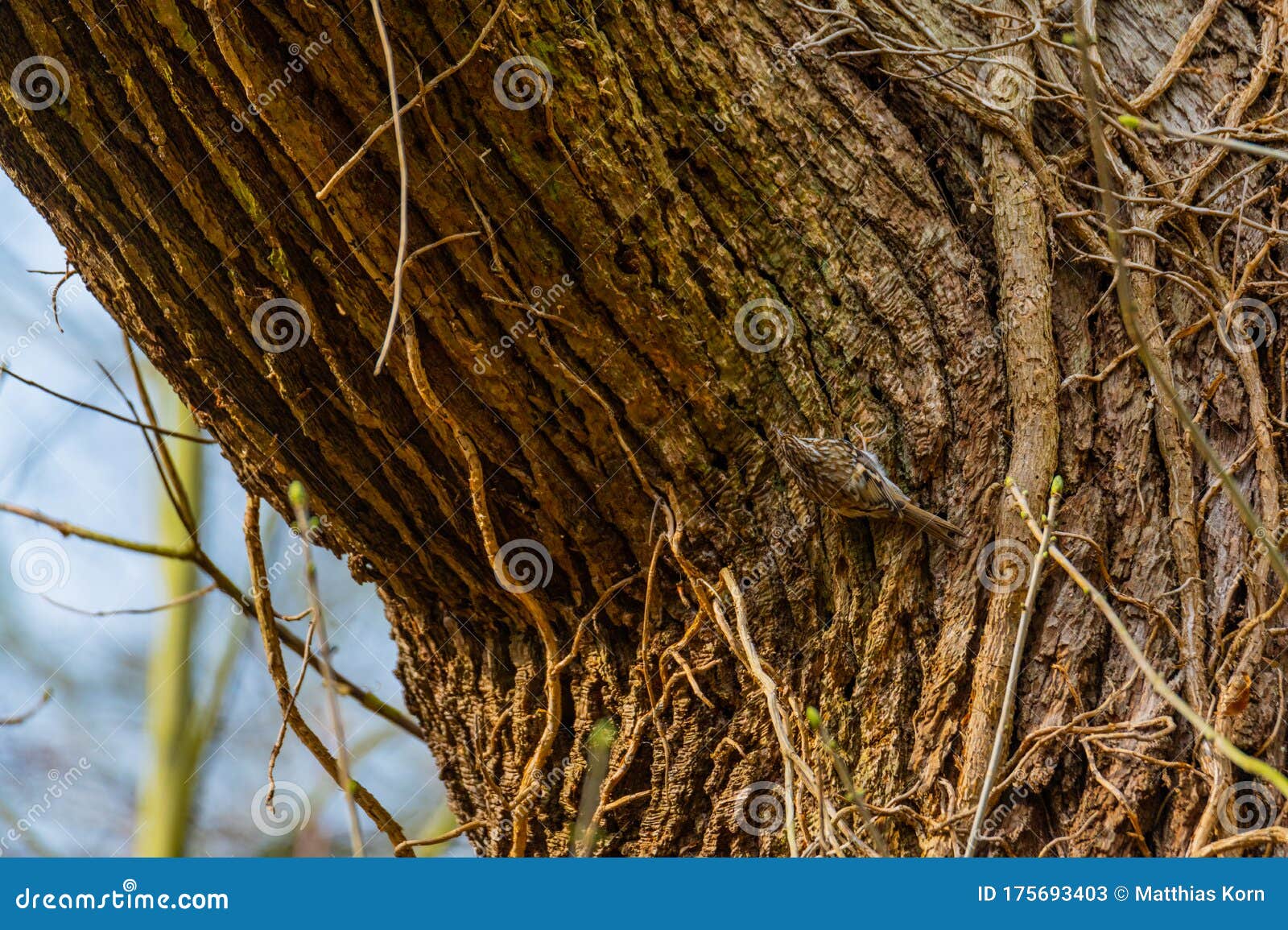 A Garden Tree Runner is Well Camouflaged and is Walking on a Tree Trunk ...